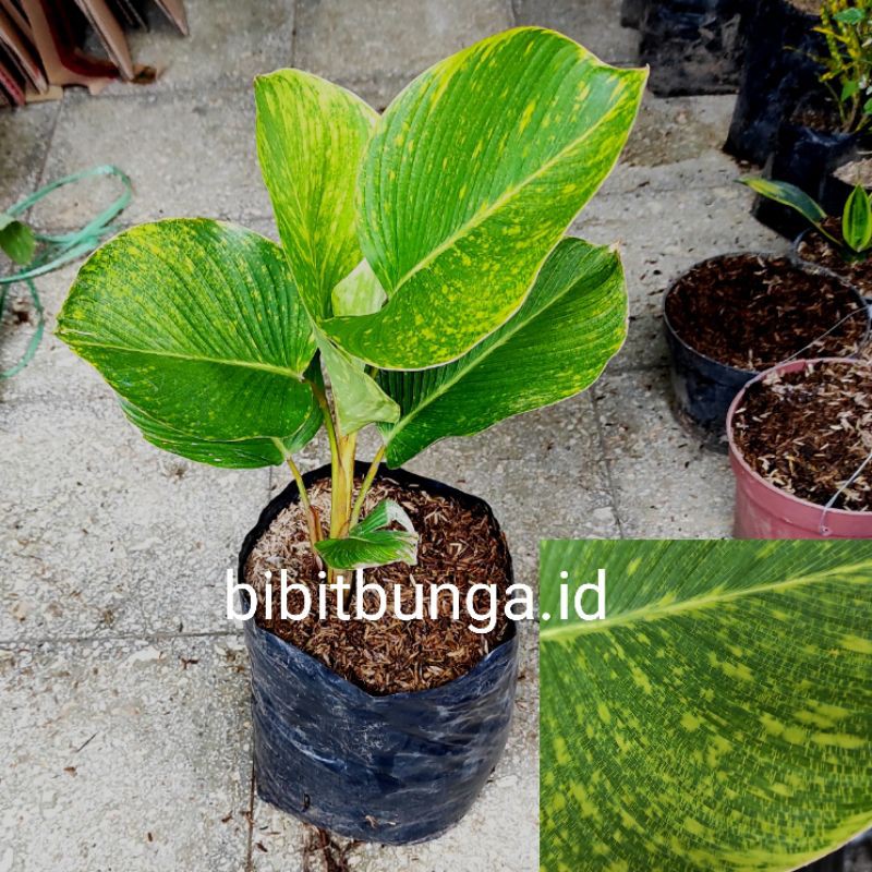 [LANGKA] Calathea lutea varigata variegata mutasi / bibit tanaman hias ...