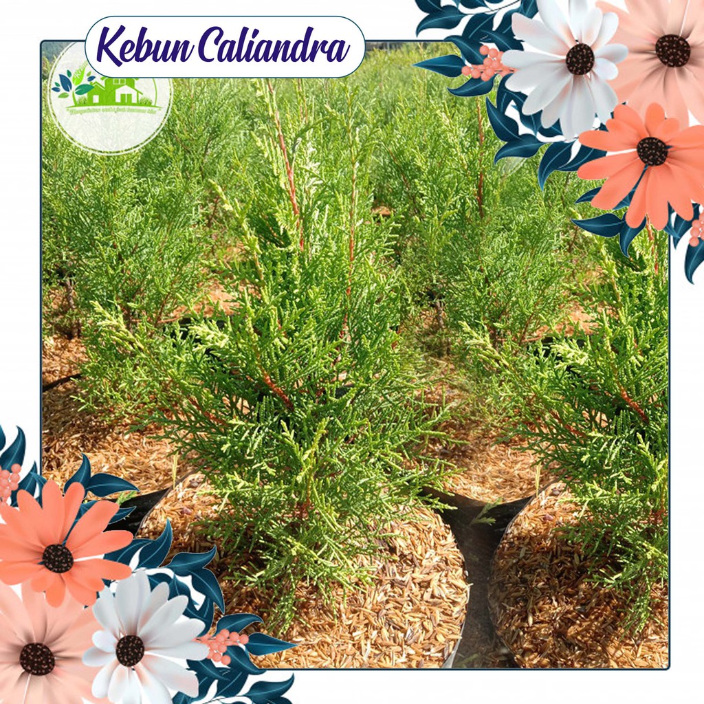 Jual KEBUN CALIANDRA - Cemara Rentes Wangi | Shopee Indonesia