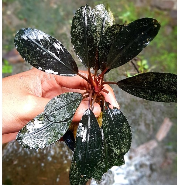 Jual Bucephalandra Dark Africa - Tanaman Aquascape Indonesia|Shopee ...