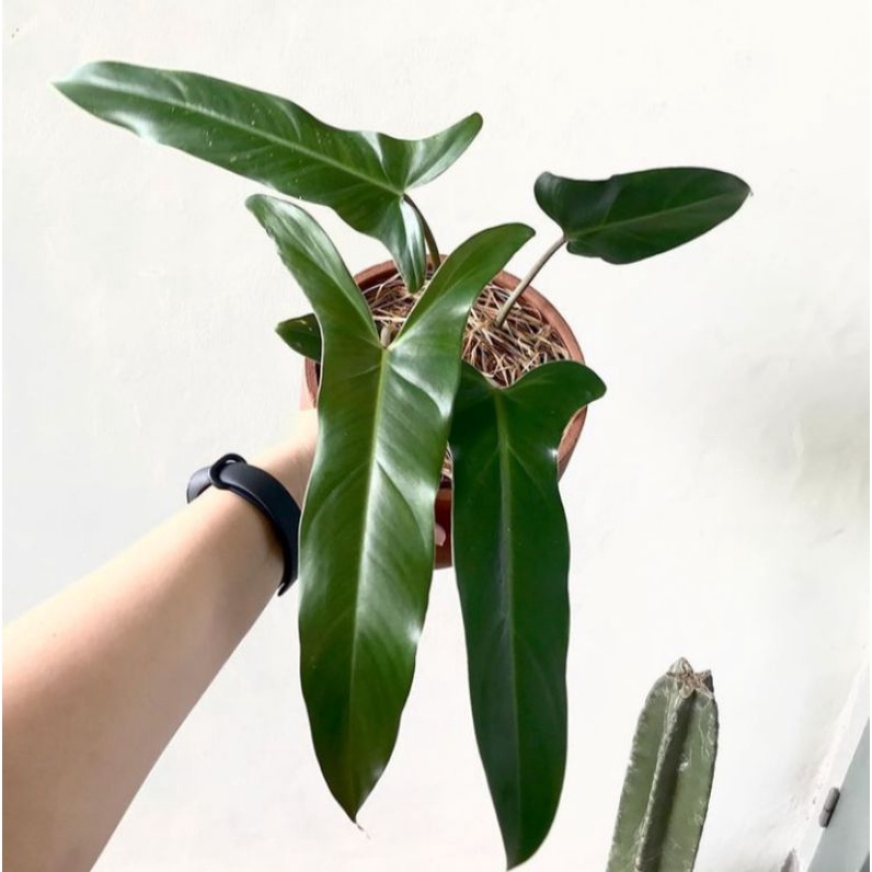 Jual Philodendron Mexicanum Tanaman Hias Philo Mexicanum Philo Trisula ...