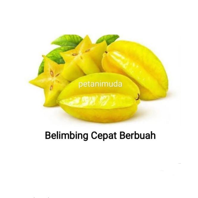 Jual Bibit Belimbing Cepat Berbuah (Asli) | Shopee Indonesia