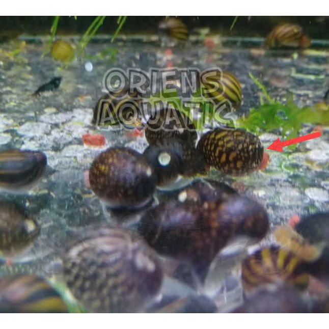 Keong Aquascape - Keong Batik Coklat Pemakan Alga | Shopee Indonesia