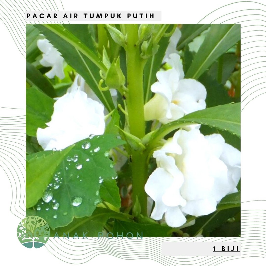 Jual Benih Bibit Biji - Bunga Pacar Air Tumpuk PUTIH / White Rose ...