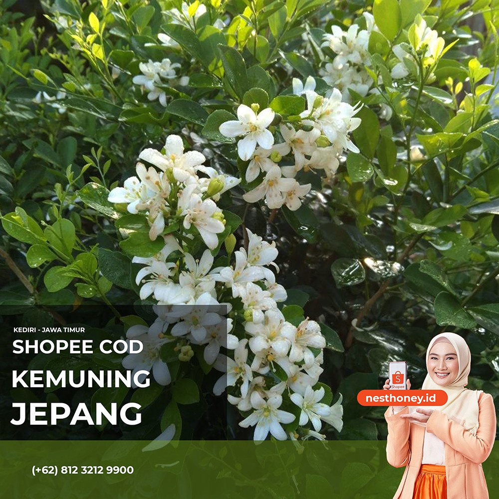 Jual Bunga Kemuning Mikro / Bunga Klanceng | Shopee Indonesia