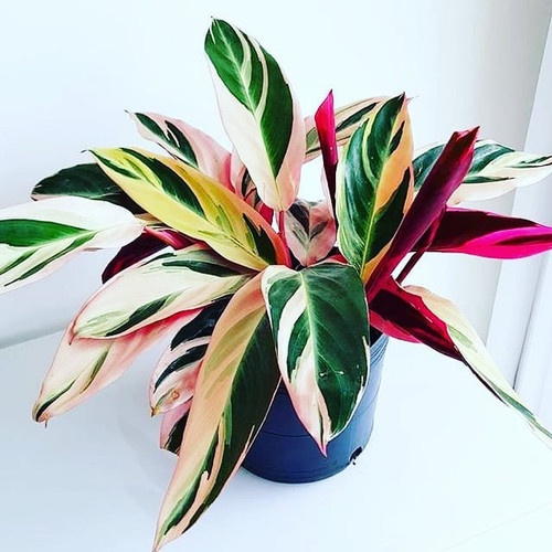 Jual Calathea Merah Putih Tanaman Hias Kalatea Merah Putih Murah ...