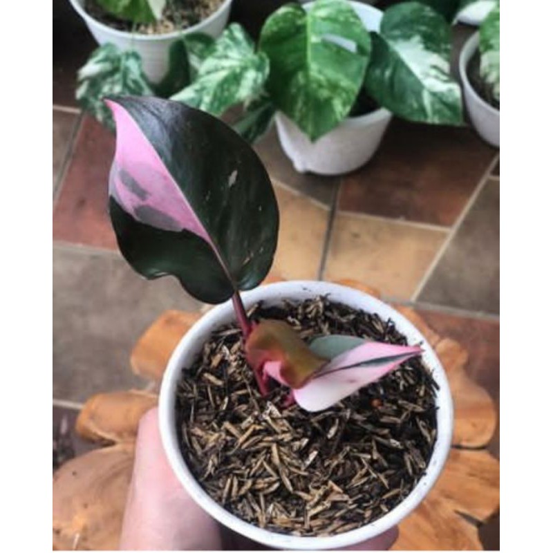 Jual philo pink princess marble / Tanaman hias philodendron pink ...