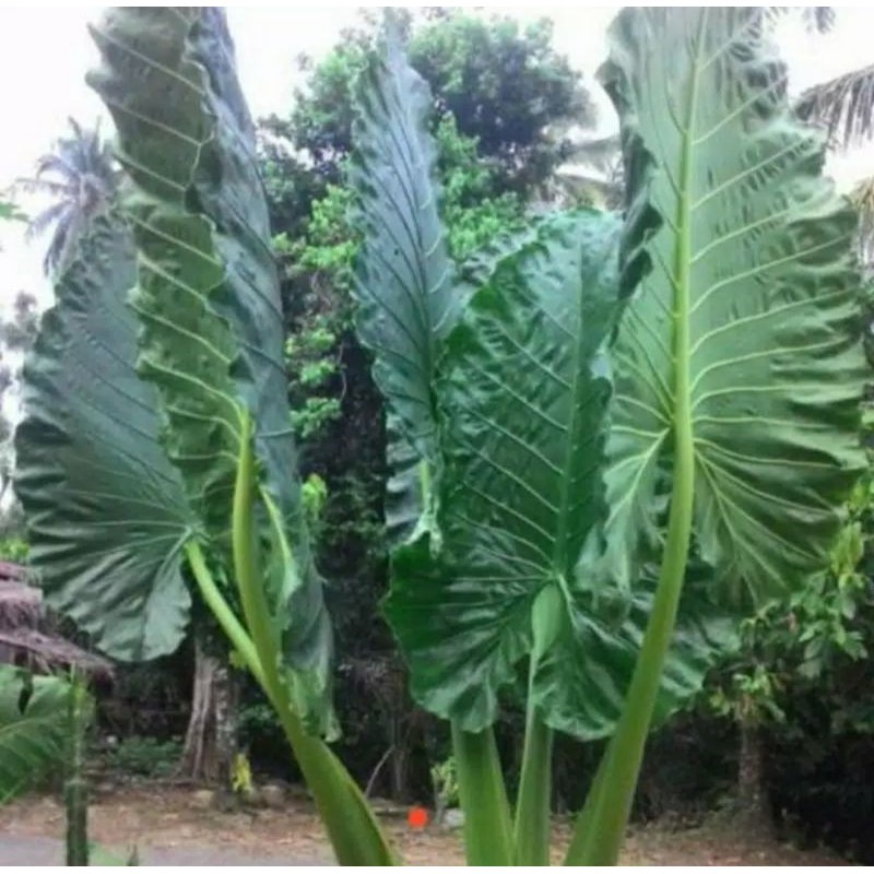 Jual TANAMAN HIAS TALAS SENTE / TALAS HIAS / ALOCASIA MACRORRHIZA ...