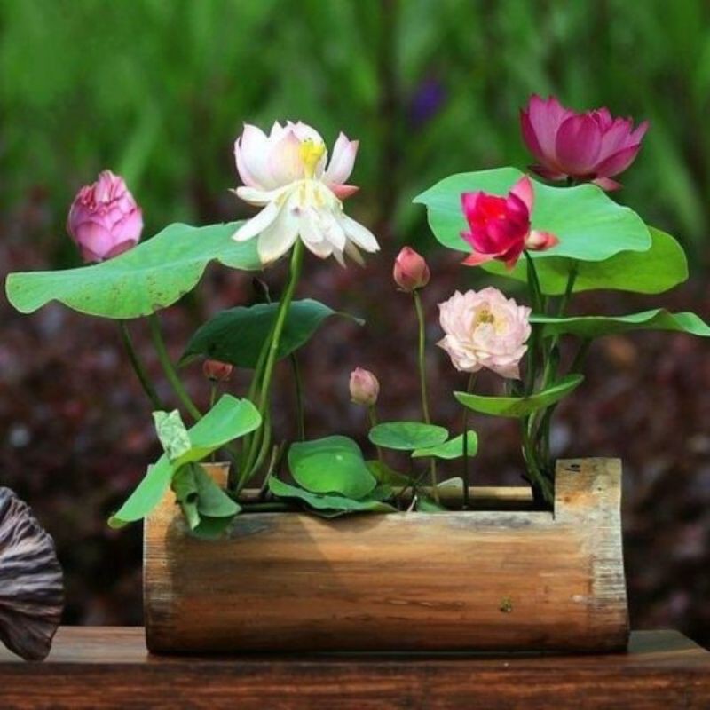 Jual Benih Bibit biji Bunga Teratai Lotus Bonsai Mini Dwarf Warna ...
