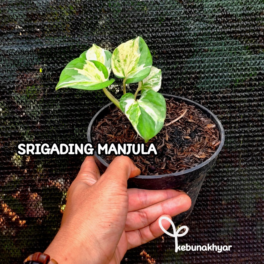 Jual Srigading Manjula Photos Tanaman Hias Sri Gading Mangkok Tanaman ...