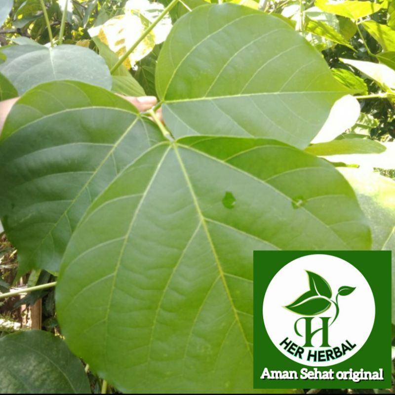 Jual daun dadap serep segar herbal per 50 lembar | Shopee Indonesia