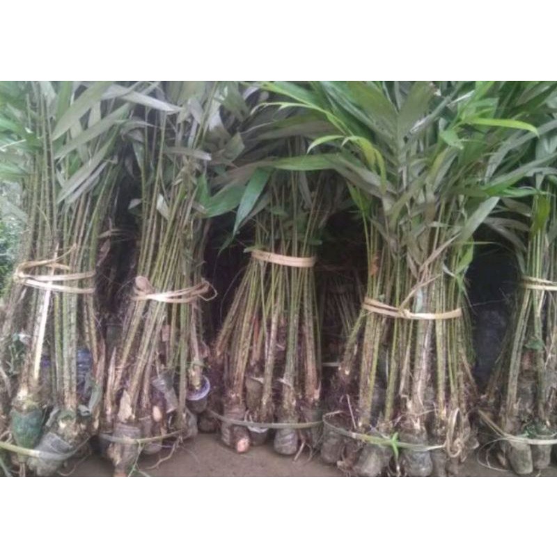 Jual bibit salak pondoh super | Shopee Indonesia