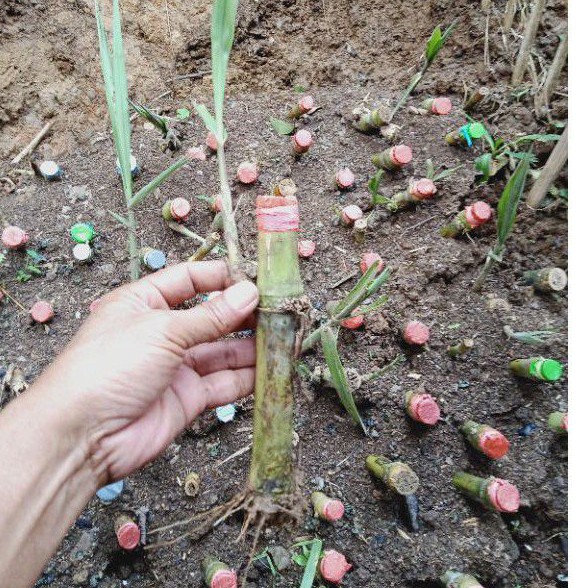 Jual Bibit tebu sayur atau turubuk 1 batang pohon | Shopee Indonesia
