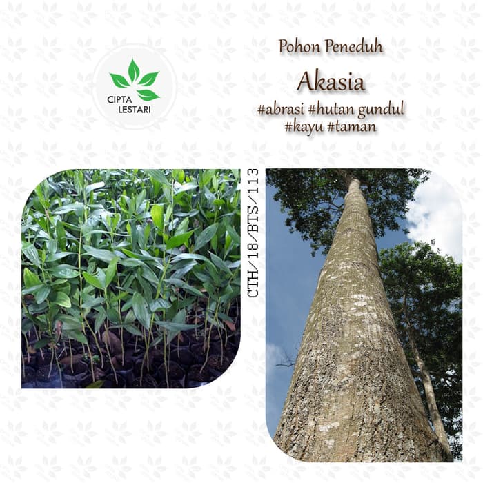 Jual Bibit Pohon Akasia Mangium - Hias Kayu Acacia Daun Peneduh Taman ...