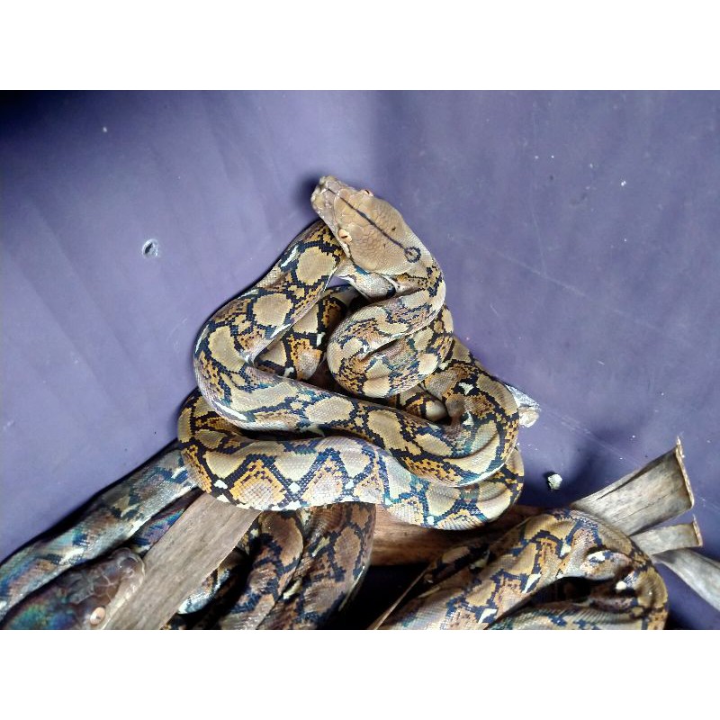 Harga Reticulatus Terbaru November 2022 |BigGo Indonesia