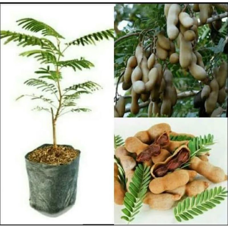 Jual Tanaman Asam Jawa | Shopee Indonesia