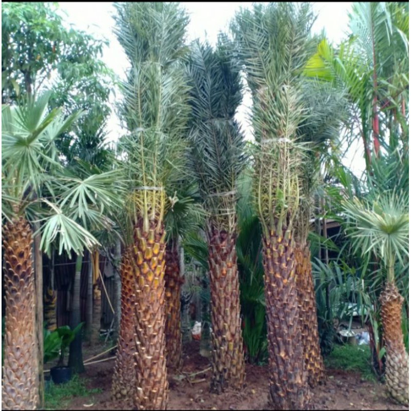 Jual Tanaman hias kenari besar - pohon kenari | Shopee Indonesia