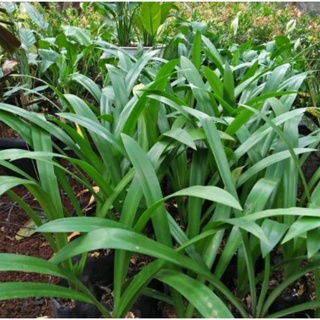 Jual Tanaman hias lili spider/ bakung lele, tanaman pelengkap taman ...