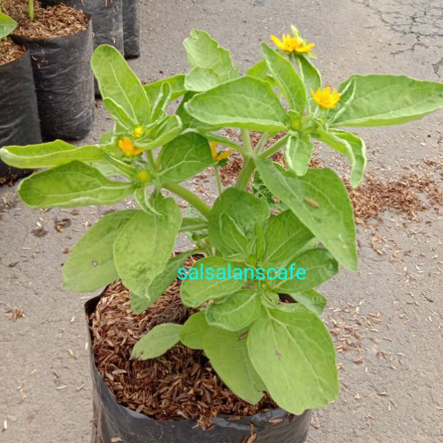 Jual Pohon Bunga Matahari Mini-Tanaman Bunga Matahari | Shopee Indonesia