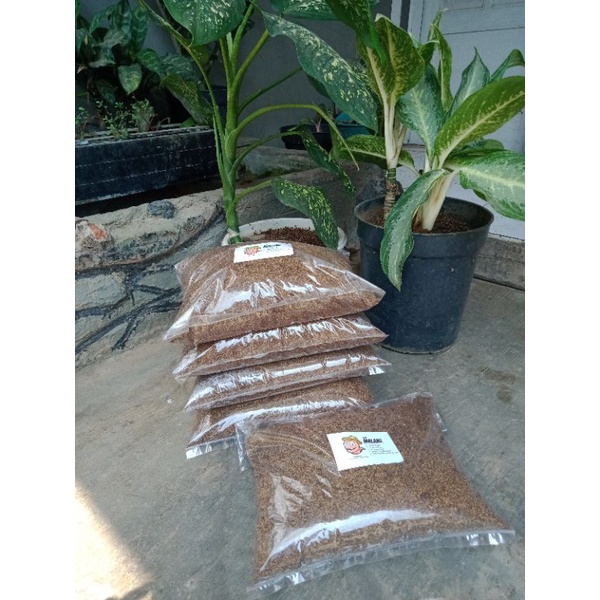 Jual PUPUK KERING KASGOT/PUPUK ORGANIK 1KG NUTRISI MEDIA TANAMAN ...