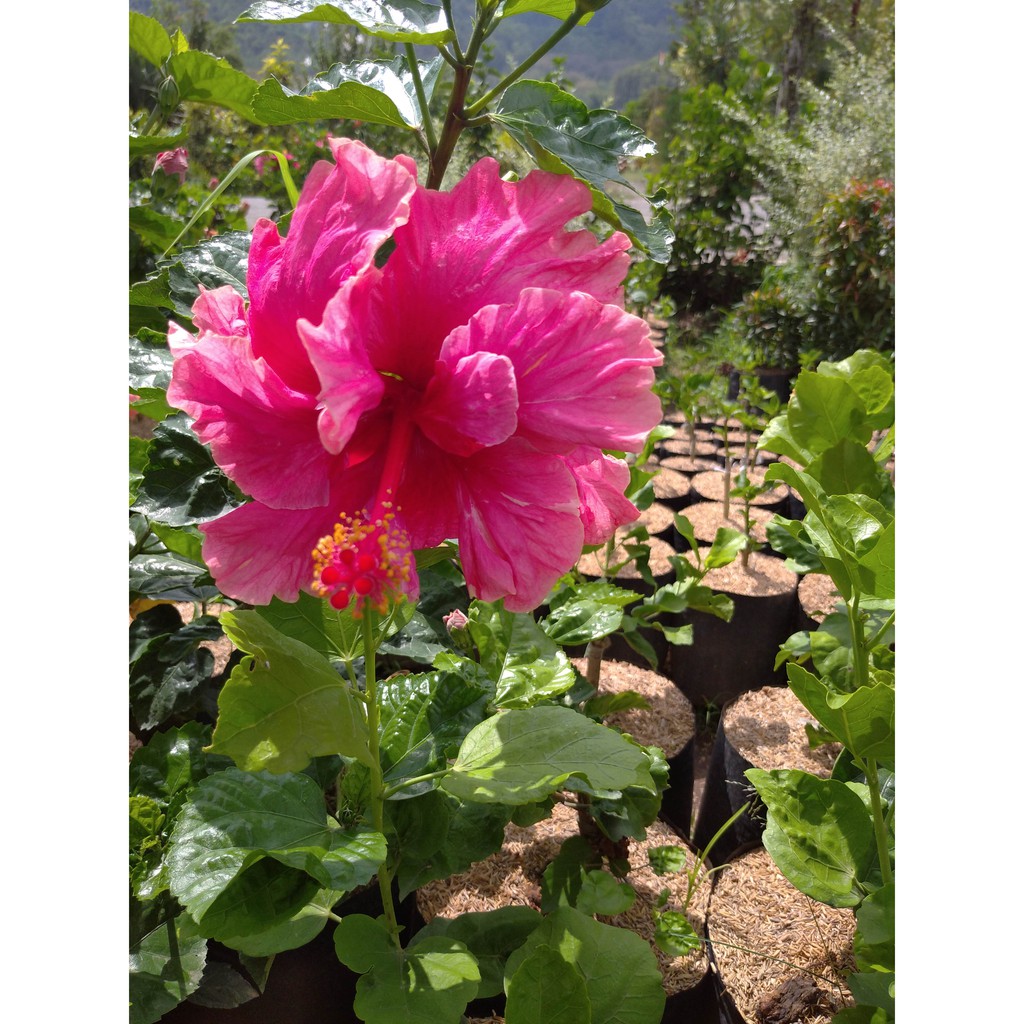 Jual Tanaman Hias Hibiscus Merah ~HIBISCUS~TANAMAN Hibiscus Rosa ...