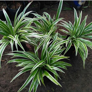 Jual tanaman hias lily paris lili paris - umbi - spaider plant ...