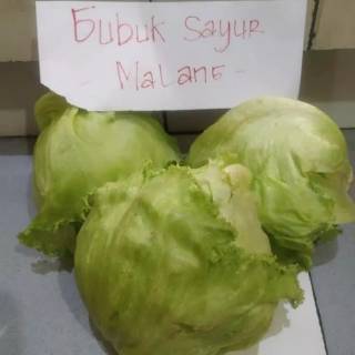 Head Lettuce / Lotus / Iceberg Lettuce / Selada Bokor Fresh 500 Gram ...
