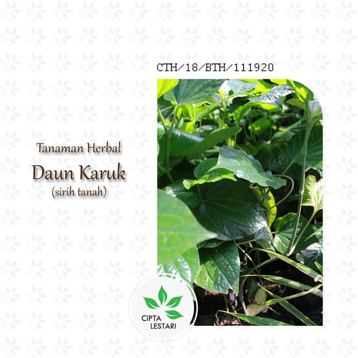 Jual Bibit Tanaman Pohon Daun Karuk - Sirih Tanah Herbal Piper ...