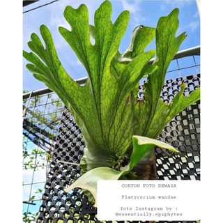 Jual Platycerium Wandae / Simbar Papua / Tanduk Rusa Papua | Shopee ...