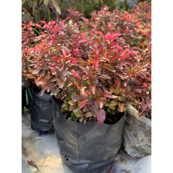 Jual TANAMAN rumput hias Calico-plant | Shopee Indonesia