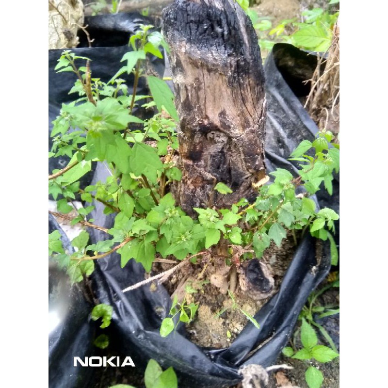 Harga Wareng Terbaru Februari 2022 | BigGo Indonesia