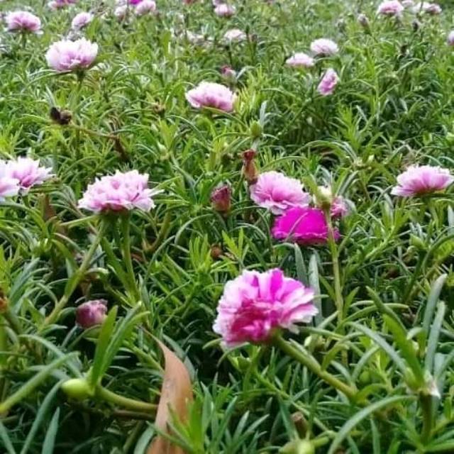 Jual Tanaman hisa bunga sutra bombay-tanaman sutra bombay | Shopee ...