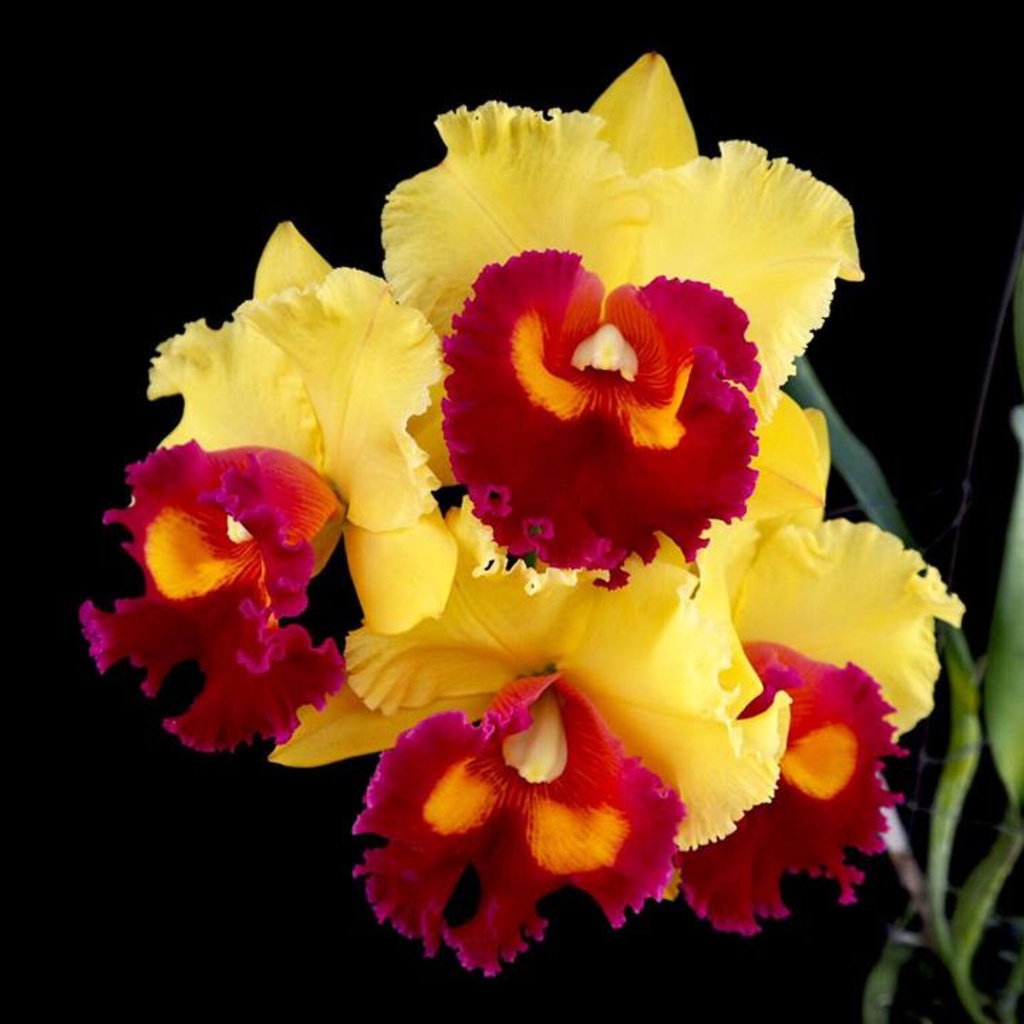 Jual Anggrek Catleya Dewasa Hybrid Bunga Besar Rimbun | Shopee Indonesia