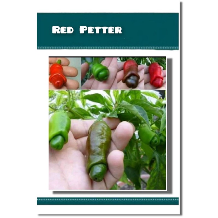 Jual 2 Benih Cabe Hias Red Peter Pepper Bibit Tanaman Cabai Unik ...