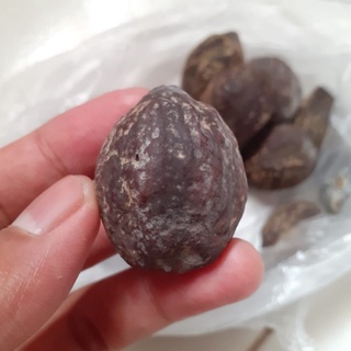Jual muncang adu jayanti ori garut jawa yanti nyonyo jalim 4g | Shopee ...