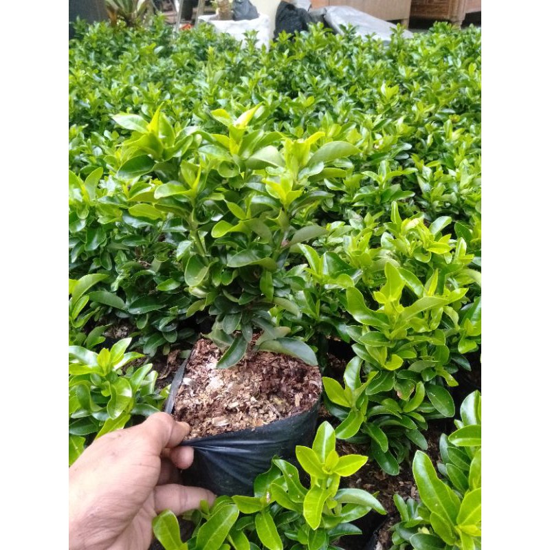 Jual Bibit TANAMAN ASOKA JABON BUNGA PINK / POHON ASOKA JABON BUNGA ...