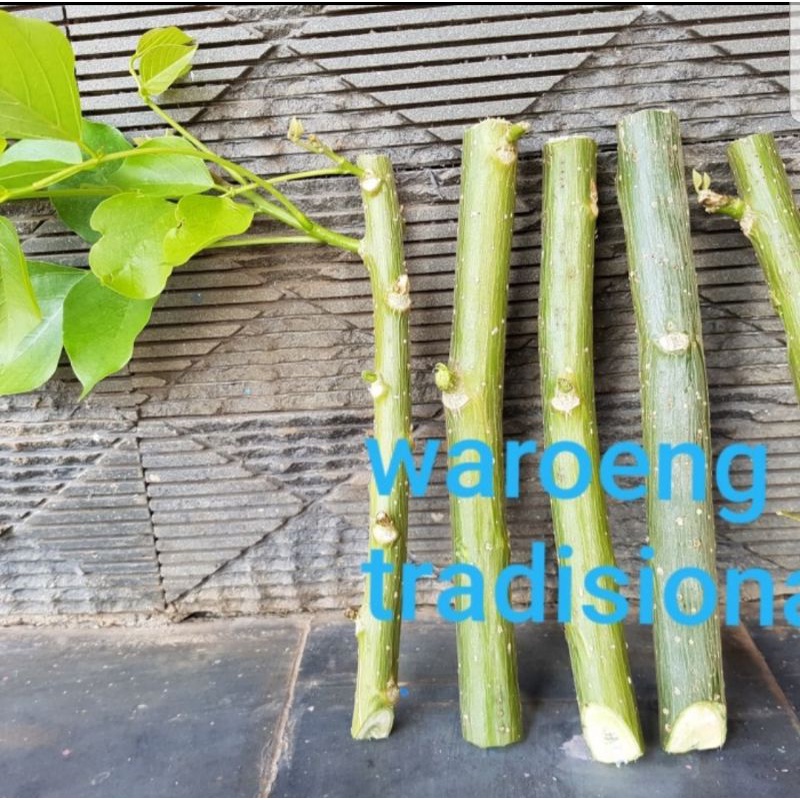 Jual BIBIT STEK TANAMAN DADAP | Shopee Indonesia