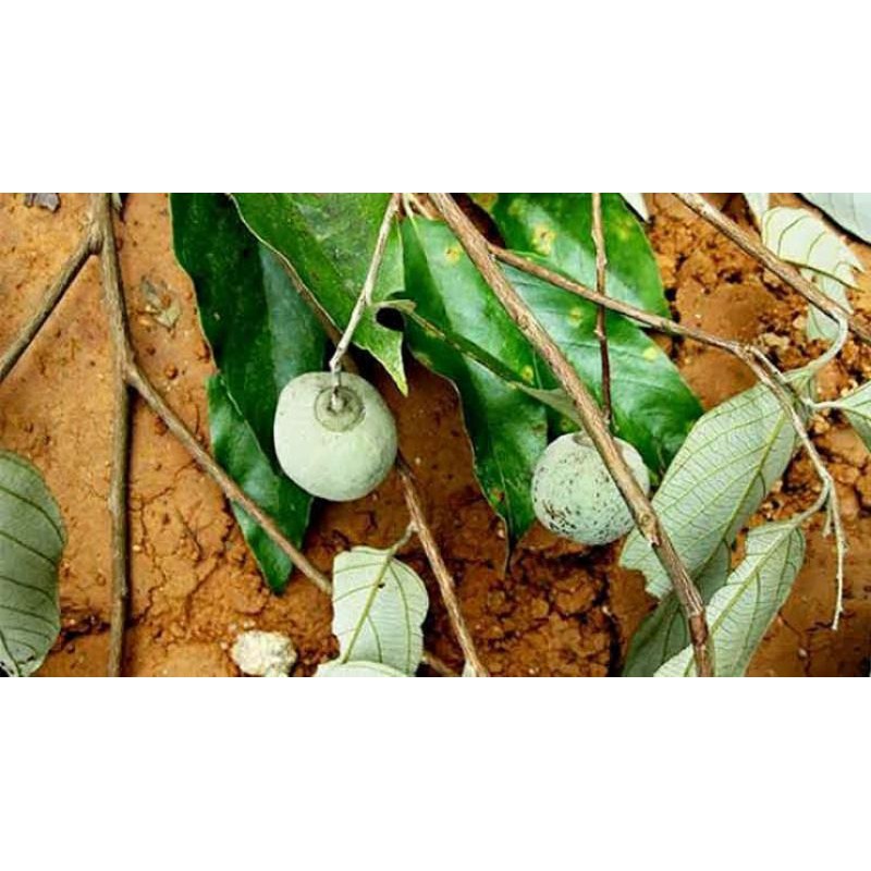 Jual Buah kemenyan segar 1kg/Benih kemenyan asli | Shopee Indonesia