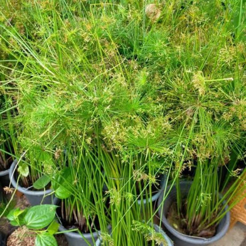 Jual tanaman air papirus hiasna tamna | Shopee Indonesia