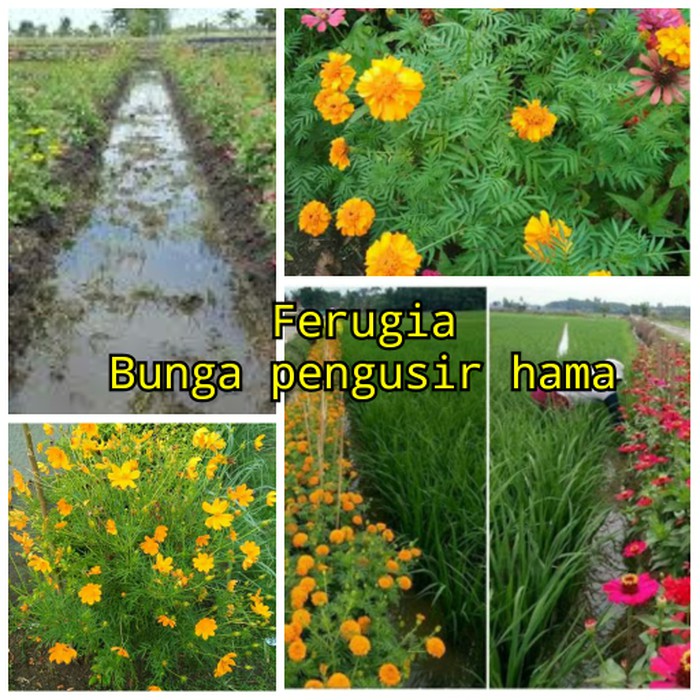 Jangan Lewatkan! 31+ Tanaman Bunga Pengusir Hama Di Sawah Terbaik ...