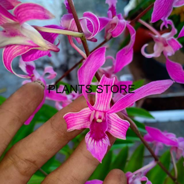 Jual anggrek dendrobium rosemery dewasa | Shopee Indonesia