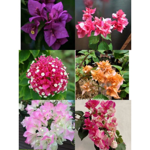 Jual Promo Termurah Paket 6 Pohon Bunga Bougenville Bugenfil Bugenvil 6