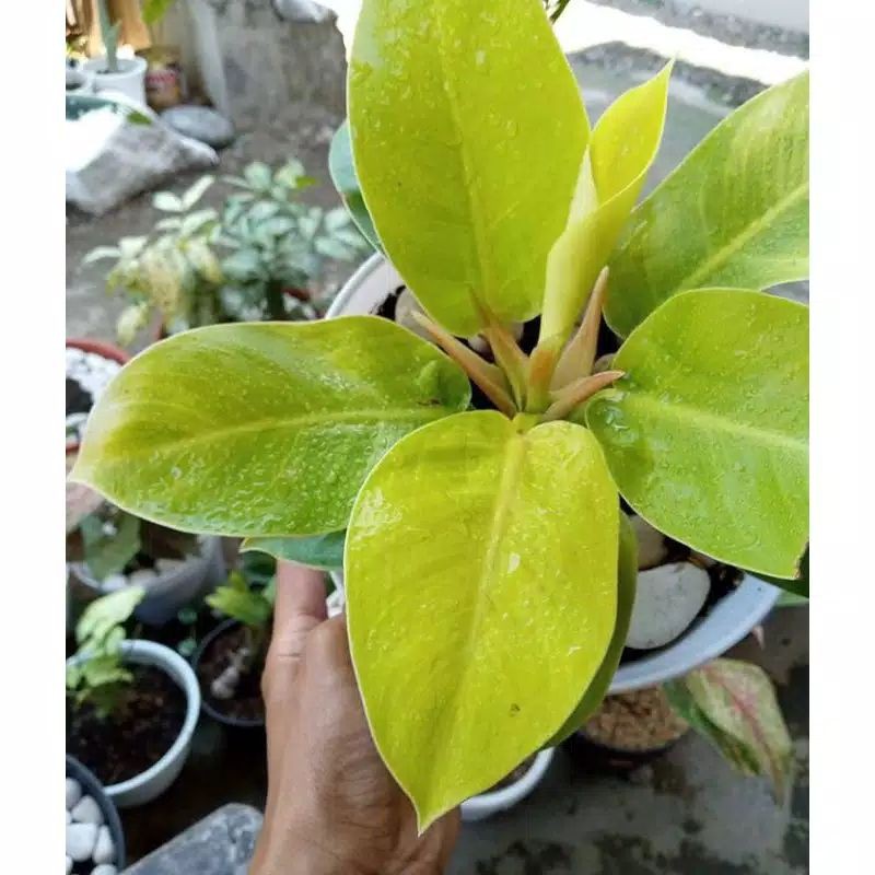 Jual Pilodendron Lemon moon light tanaman hias pilo bukan aglonema ...