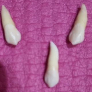 Jual PROMO gigi caninus (FKG Praktikum) Indonesia|Shopee Indonesia