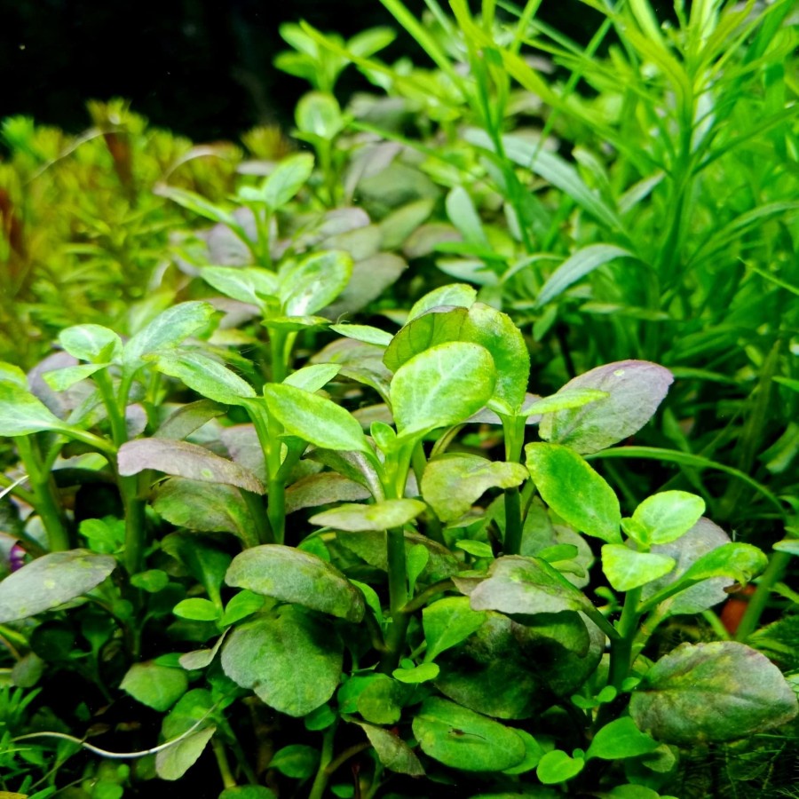 Jual LOBELIA CARDINALIS TANAMAN AQUASCAPE AQUARIUM | Shopee Indonesia