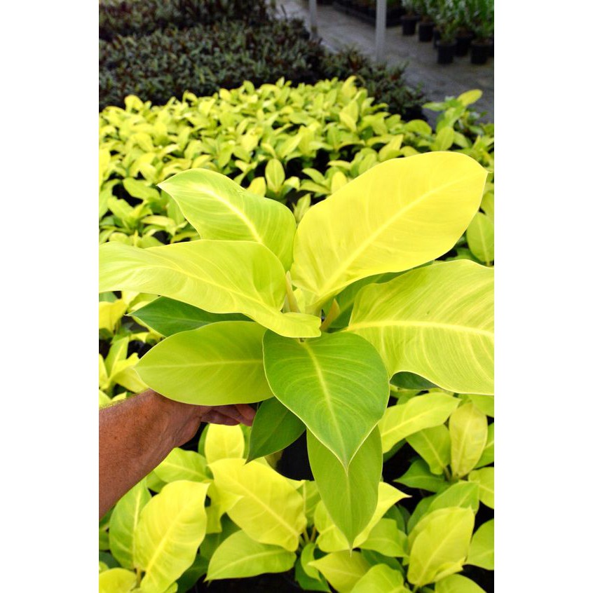 Jual Tanaman Hias Philodendron Moonlight - Philo Lemon - Tanaman Hias ...