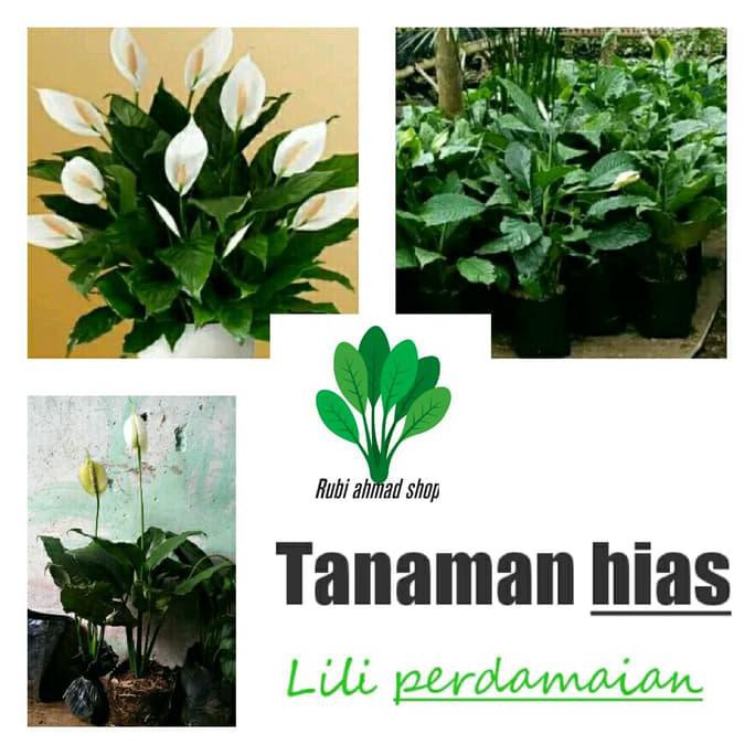 Jual BIBIT TANAMAN HIAS SPATHIPYLLUM/PEACE LILY/LILI PERDAMAIAN SUPER ...