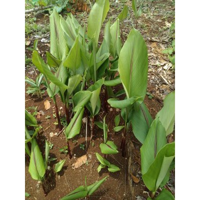 Jual Temu Putih ~Tanaman Temu putih~Daun Temu putih~Curcuma Zedoria ...