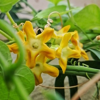 Jual Bibit tanaman rambat bunga tongkeng sayur wangi/pakalana vine ...