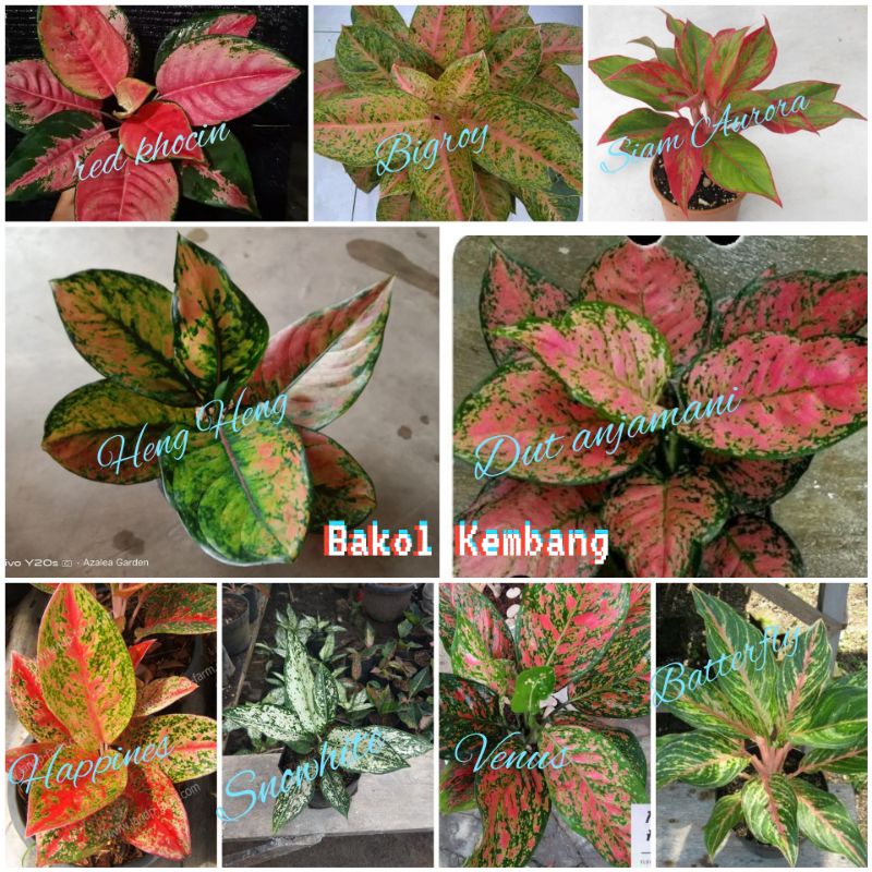 Jual Paket 9 batang Aglonema daun rimbun | Shopee Indonesia