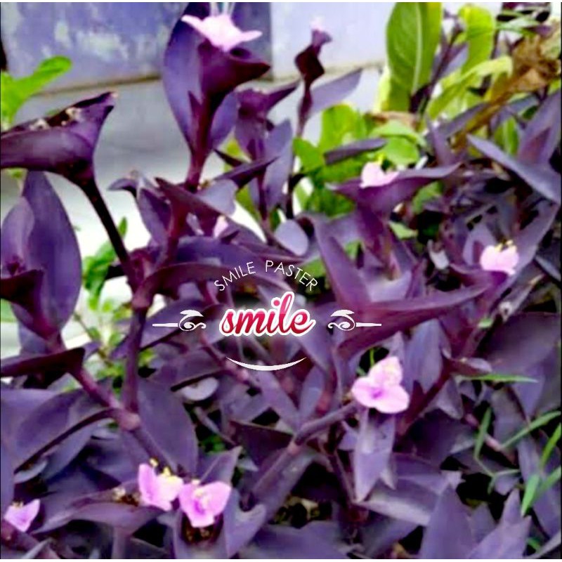 Jual Hati/ratu ungu (tradesca pallida) | Shopee Indonesia